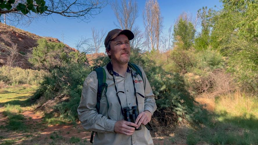 Every bird counts: Southern Utah biologist seeks rare species in dense ...