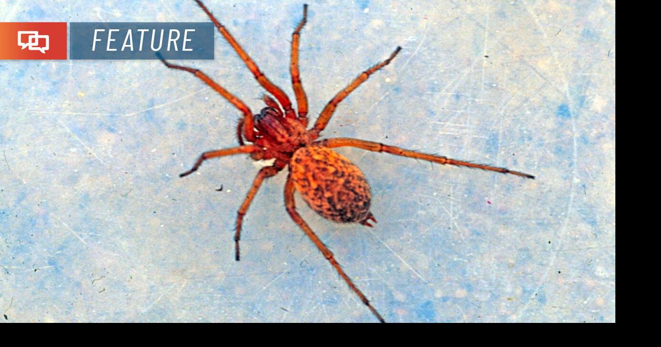 Before you smash the spooky spiders who creep inside this fall ...