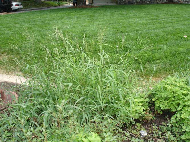 Is crabgrass making you crabby? Try these tips to help, both this year ...