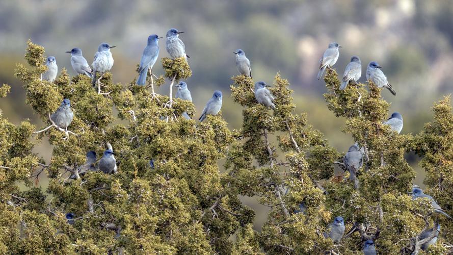 Iconic jay native to Southern Utah ‘rapidly vanishing’ | Local News ...