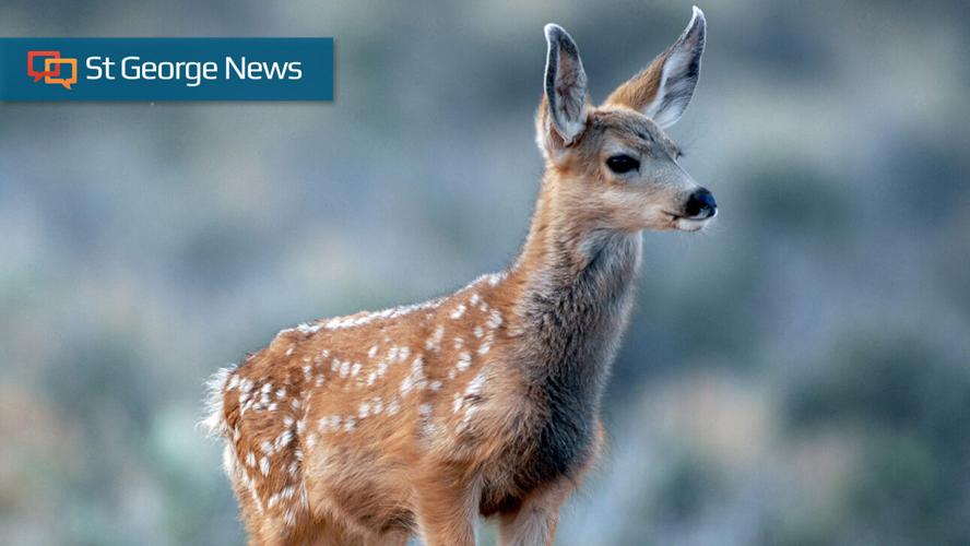 newborn deer processing