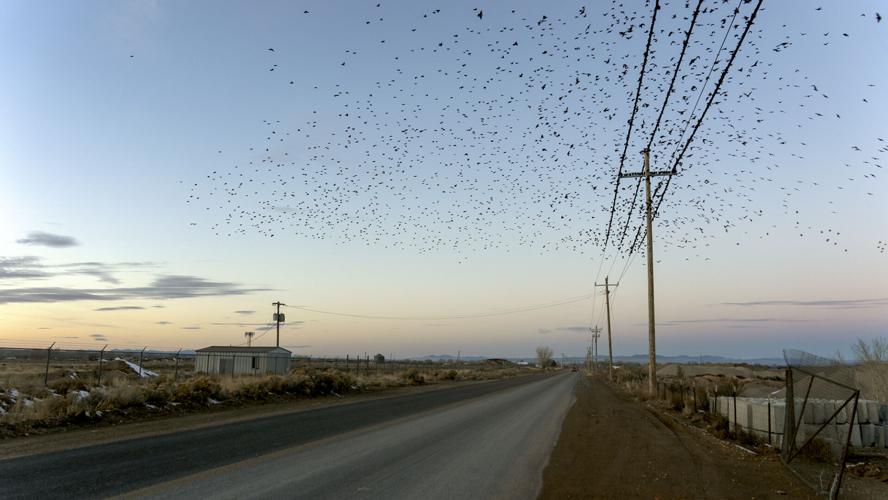 See birds dancing in the Southern Utah sky? It could be these ‘invasive ...