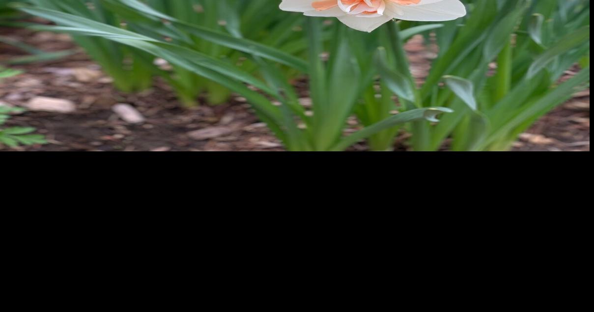 Plant daffodils to infuse gardens with unique color spectrum | Home and ...