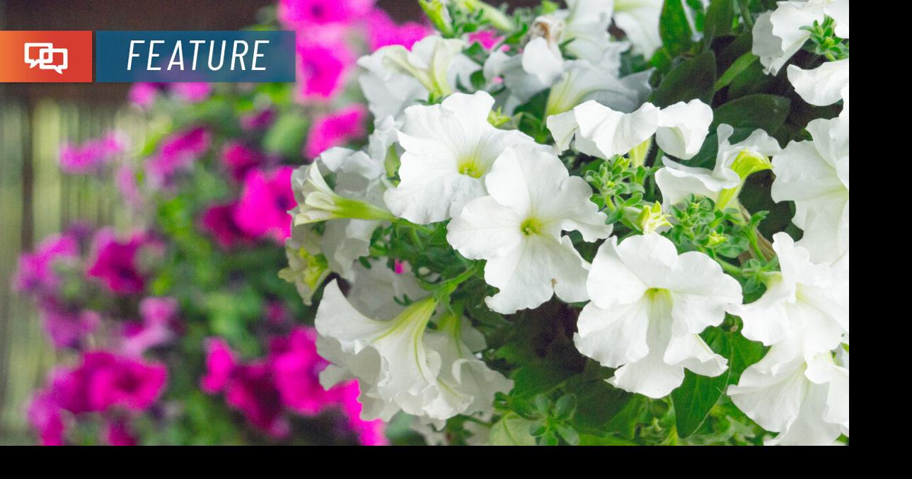 Adorn your garden with these award-winning flowers | Home and Garden ...