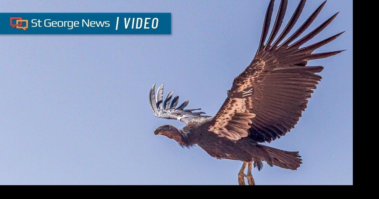 Blood test confirms Zion National Park’s condor 1K’s gender as ...