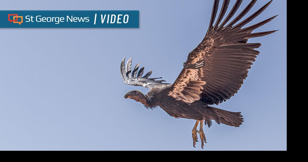 Once a ‘symbol of hope,’ Zion’s 1st fledgling condor dies of lead ...