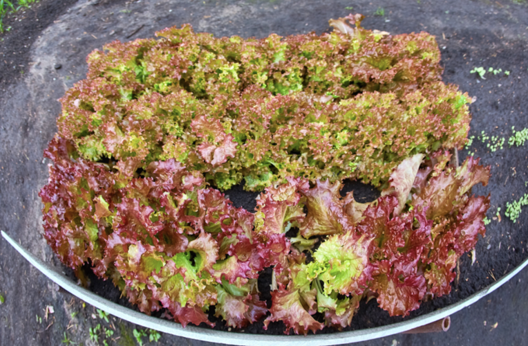 Add color to your plate with red leaf vegetables, discover the benefits ...