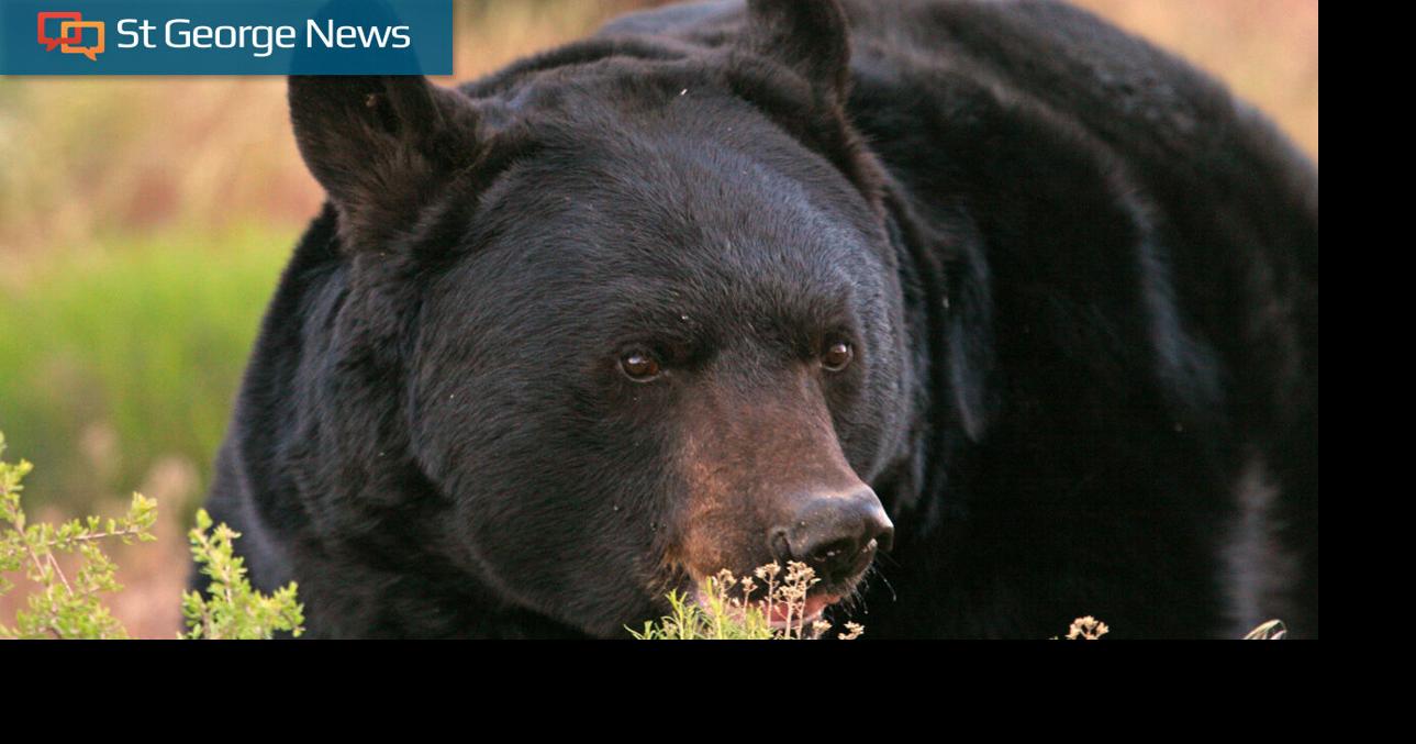 Utah Wildlife Board approves changes to black bear management plan ...