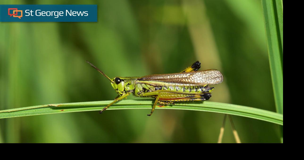 Grasshoppers getting your garden? Three tips for control | Home and ...