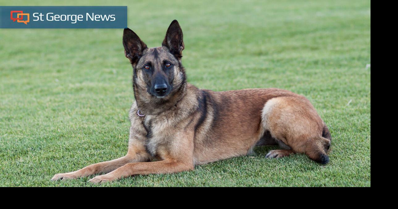 Hurricane Police Department retires Paige, first K-9 to join the force ...