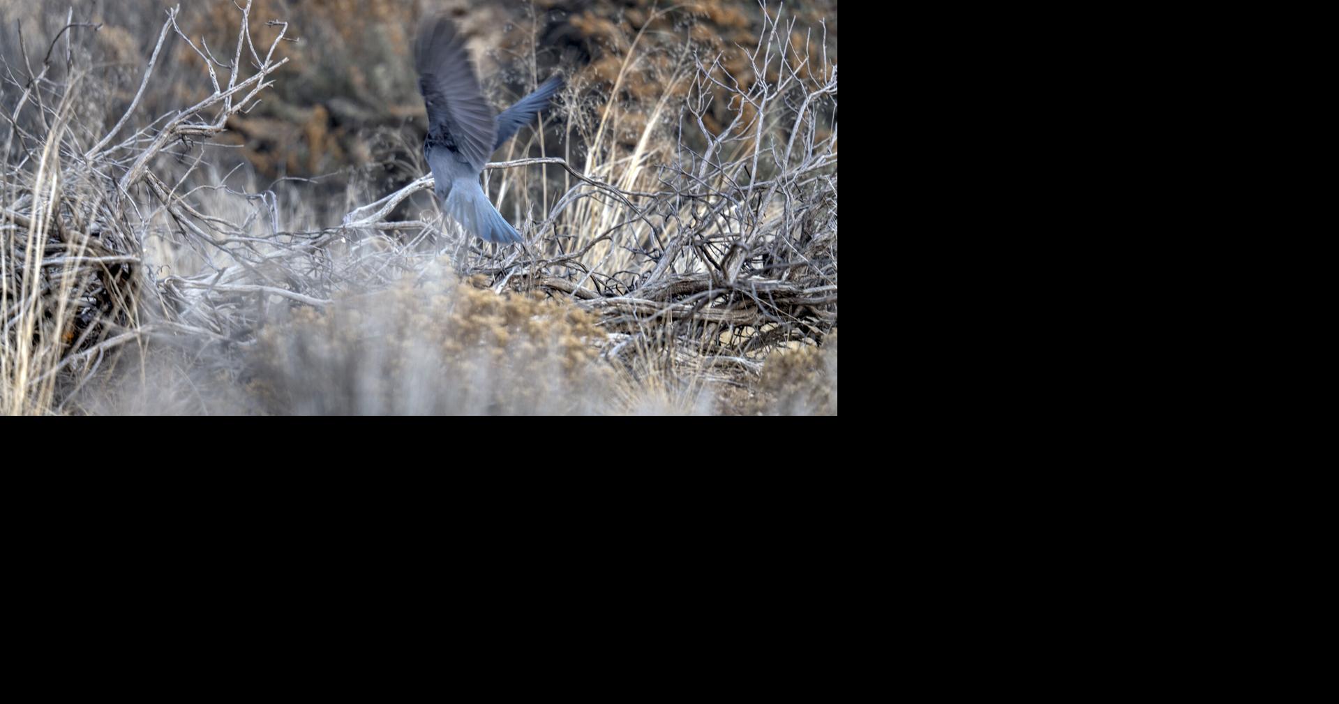 Iconic jay native to Southern Utah ‘rapidly vanishing’ | Local News ...