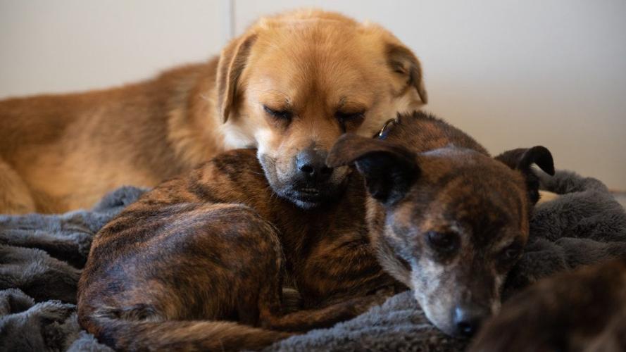 Best Friends Animal Sanctuary in Kanab rescues 27 uncared for cats and ...