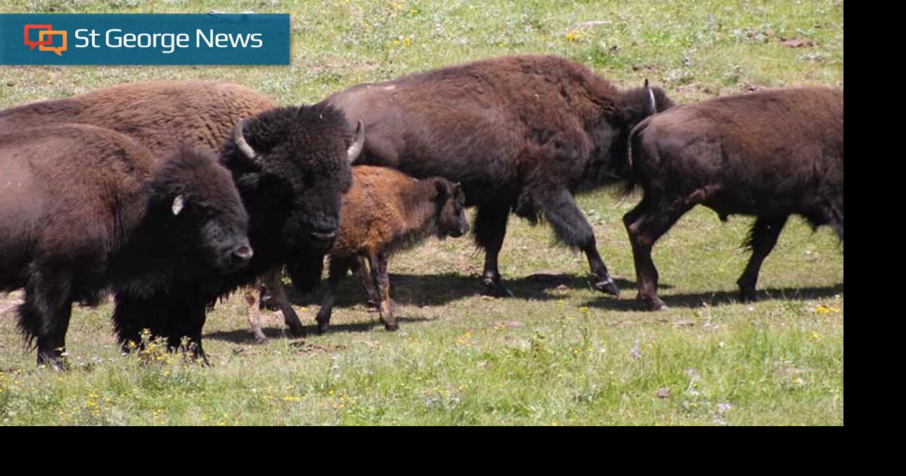 Almost 60 bison successfully relocated from Grand Canyon North Rim ...