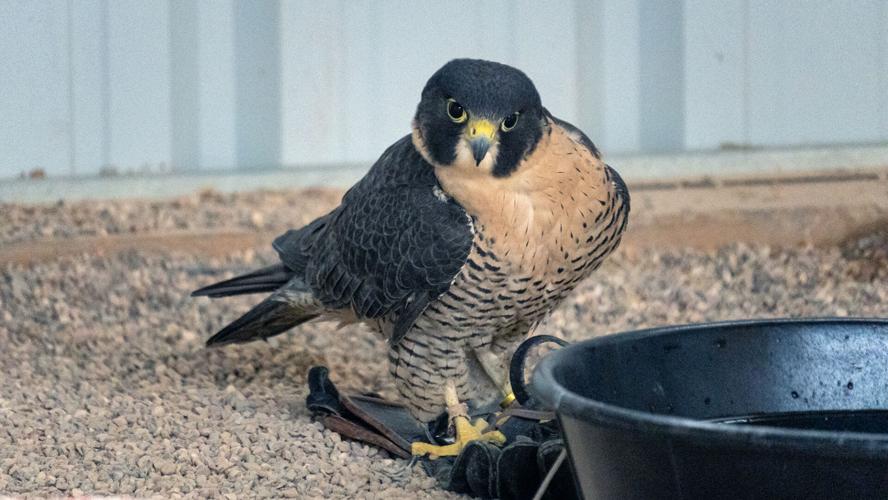 Enoch Wildlife Rescue celebrates new facility with raptors, rescued ...