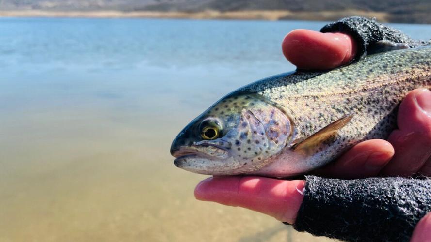 Over 10 million fish stocked across Utah last year | Local News ...