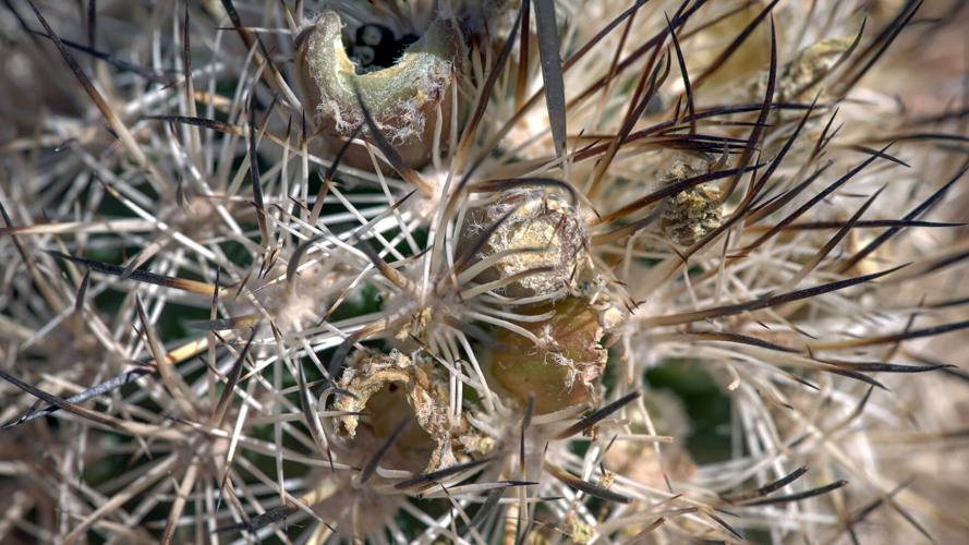 Federal review underway for unique species native to Southern Utah ...
