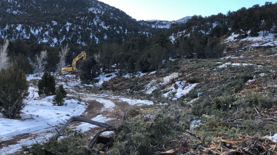 DWR mulching thousands of trees to ensure sustainability of native ...