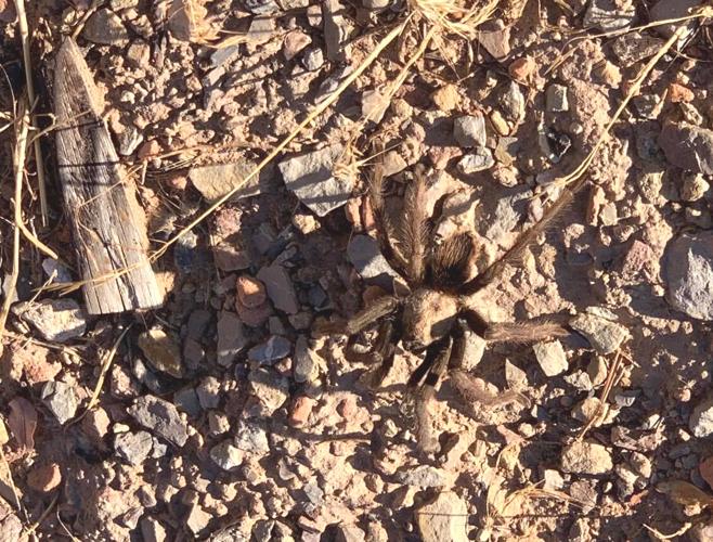 After busy mating season, tarantulas in Southern Utah go to ground and ...