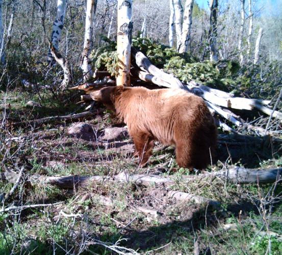 Utah officials approve changes to bear hunting, rewards for reporting ...