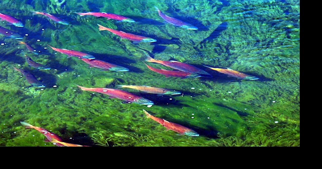 See kokanee salmon turn red during Utah’s Fish Lake migration | Life ...
