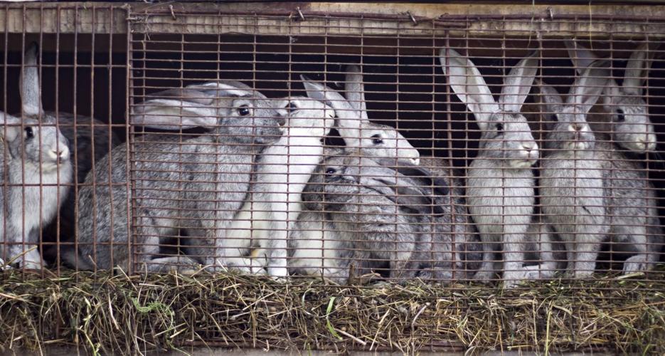 Humane Society of Utah sees increase in rabbit hoarding | Local News ...