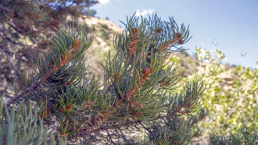 A poor year for pine nuts? Here’s what Southern Utahns should know ...