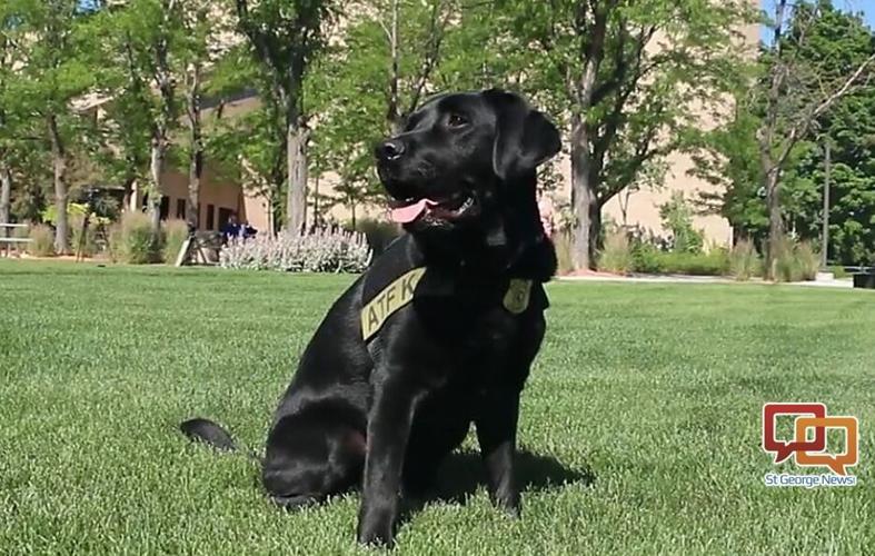Prison inmate raises ATF arson dog now investigating Utah fires | Local ...