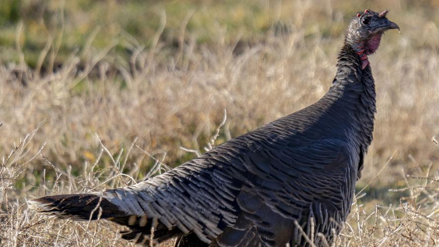 Feeling outdoorsy? Try to spot Southern Utah’s wild turkeys this ...