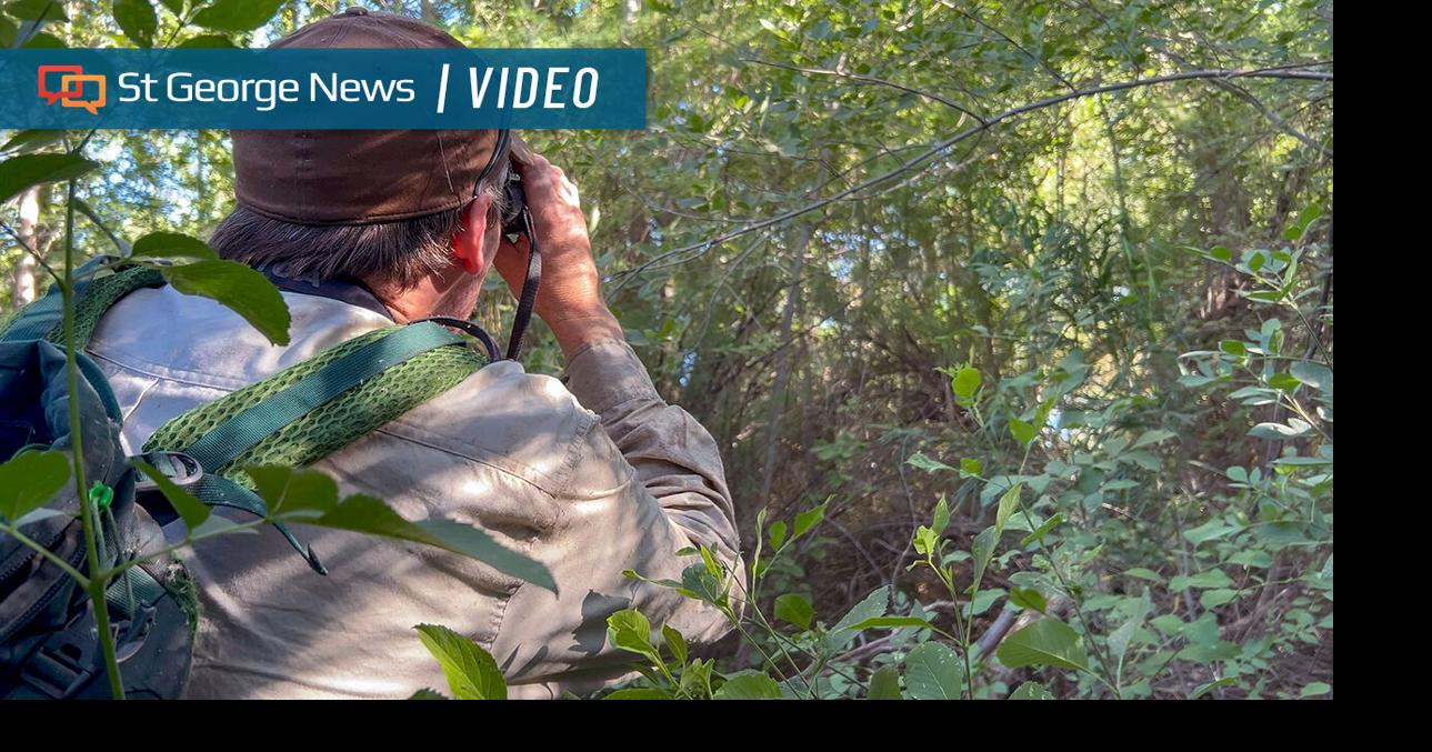 Every bird counts: Southern Utah biologist seeks rare species in dense ...