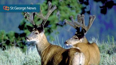 DWR launches new website highlighting wildlife migration across Utah ...