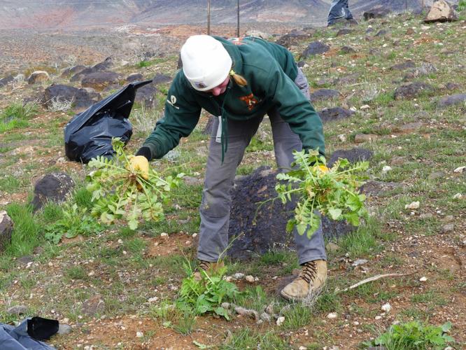 Kill ‘beefy mustard’ plants, save Southern Utah’s native species ...