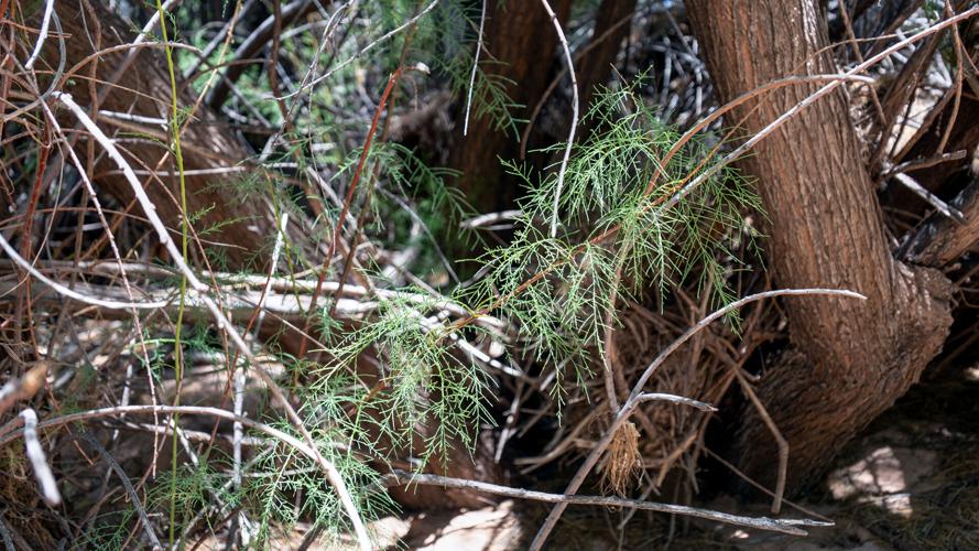 This invasive tree is bad for everybody in Southern Utah. Well, almost ...