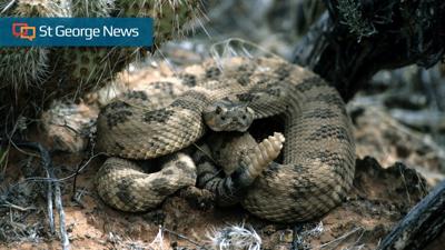 Keep yourself and your dog safe from rattlesnakes | Local News ...