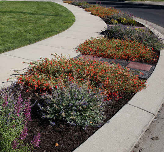 Cedar City locals now eligible for rebates from state turf removal ...