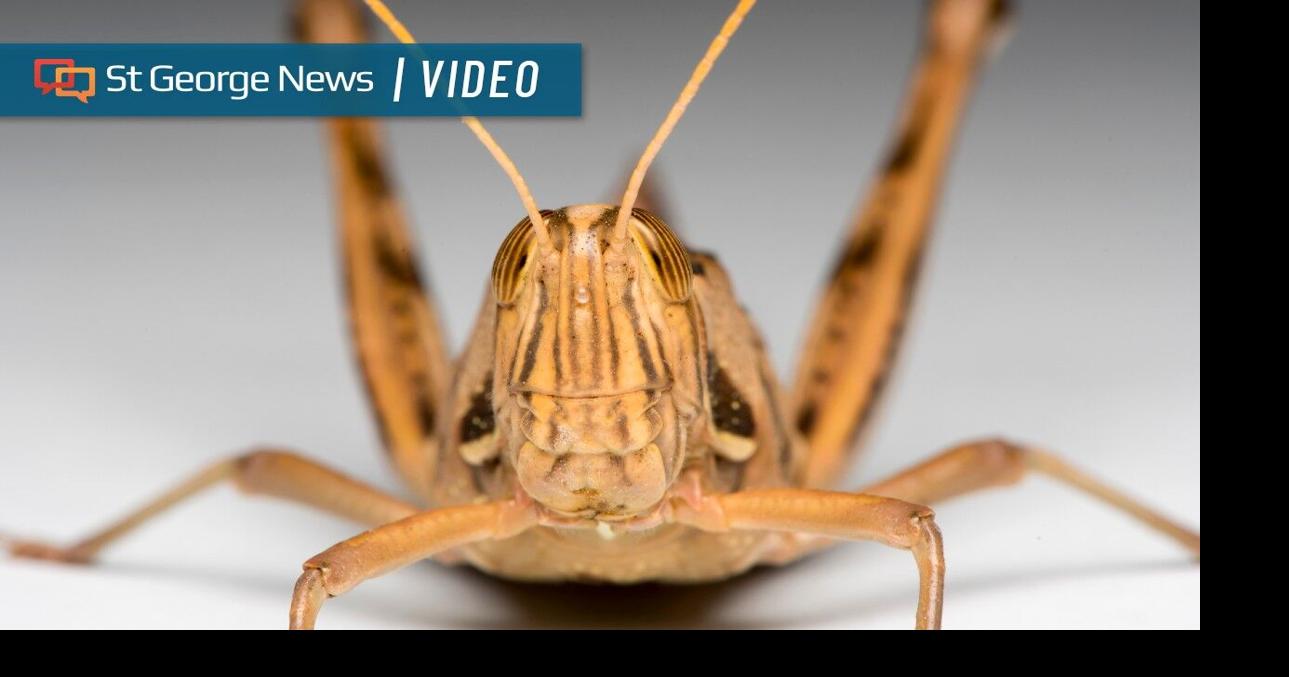 Remember the invasion of grasshoppers? Now there’s an explanation ...