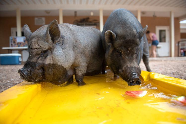 Kanab’s Best Friends Animal Sanctuary throws piggy pool party | Life ...