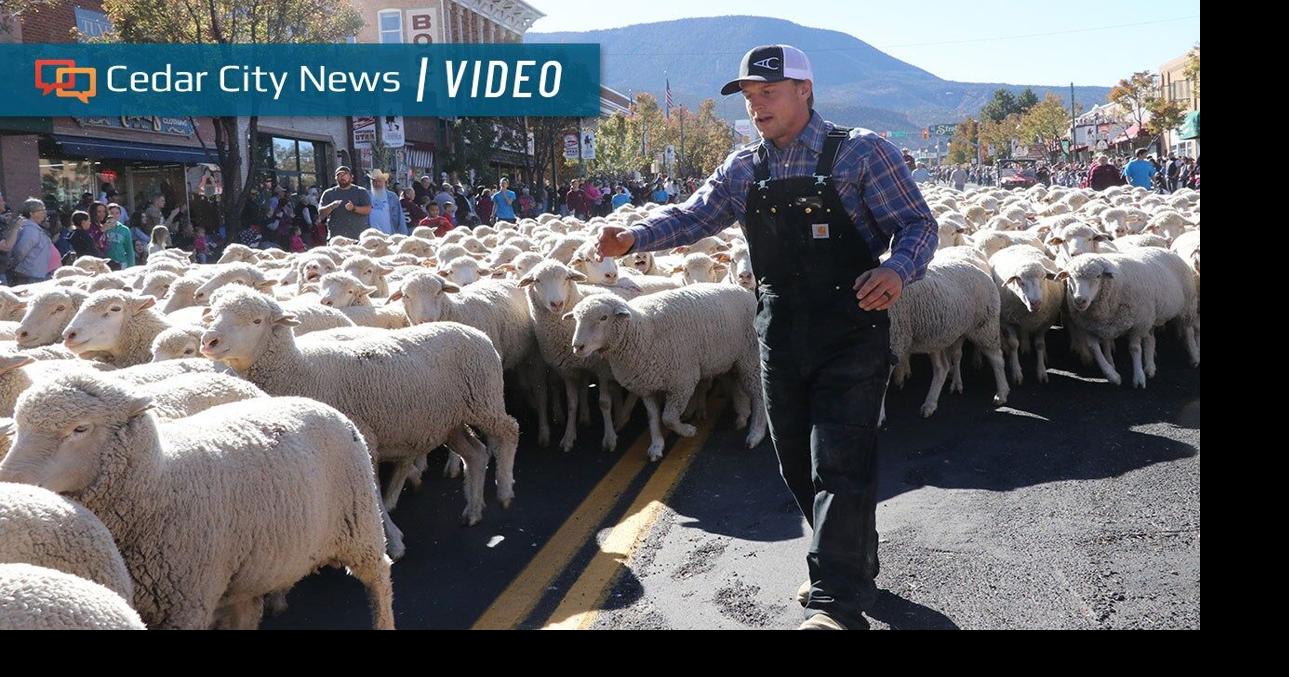 Photo gallery: Hundreds of sheep parade down Main Street at annual ...