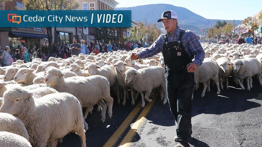 Photo gallery: Hundreds of sheep parade down Main Street at annual ...