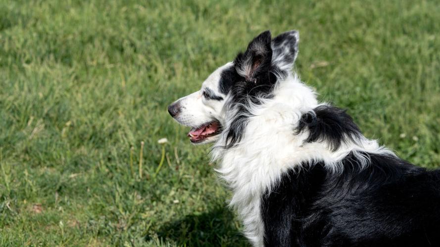 ‘Being a responsible dog owner’: Why even ‘good’ pups must be leashed ...