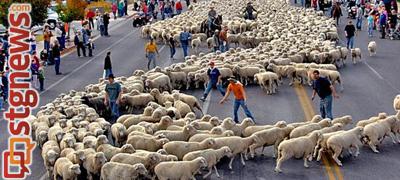 Holy Sheep! Ewe don’t want to miss Cedar City’s annual Sheep Parade ...