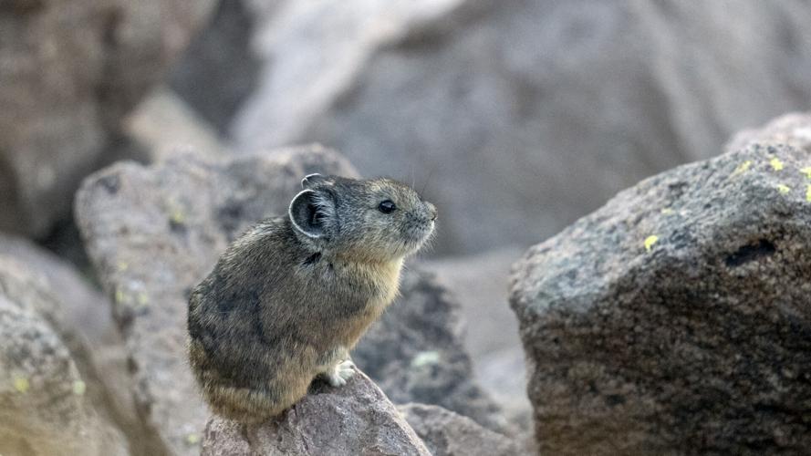 Surveying rock rabbits: Why should Southern Utahns care about this ...
