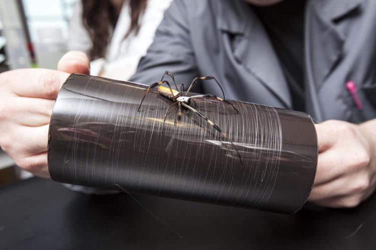 Lab-made spider-silk fabric, body parts being spun in Utah | Local News ...