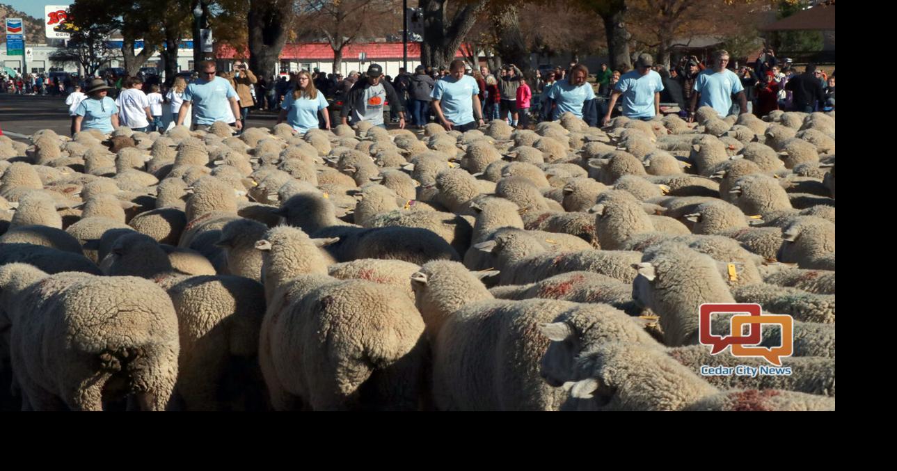 Hundreds of sheep parade down Cedar’s Main Street during livestock ...