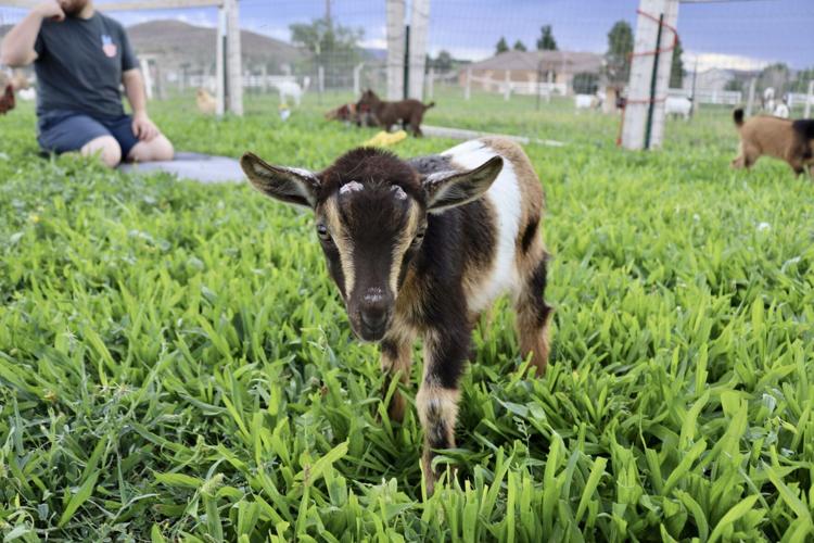 ‘Happy chaos’: Hurricane farm offers Goat Yoga | Business ...