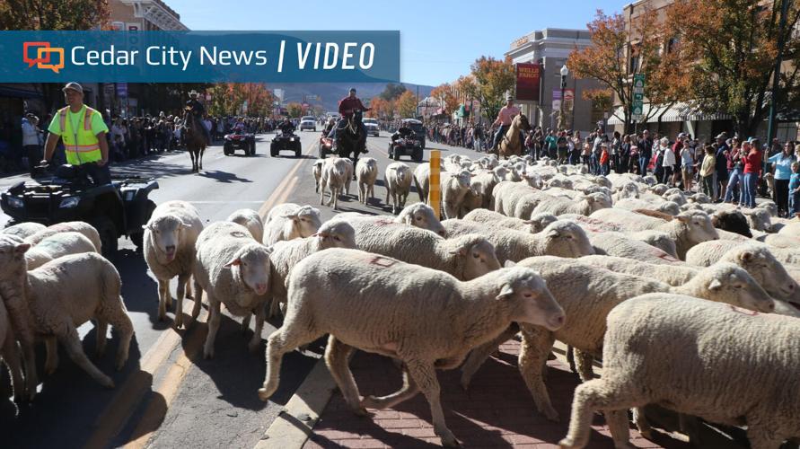 Video, photo gallery: Cedar City’s annual sheep parade | Events ...
