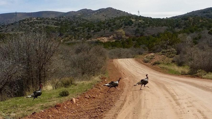How will a $20M investment in wildlife road crossings impact Southern ...