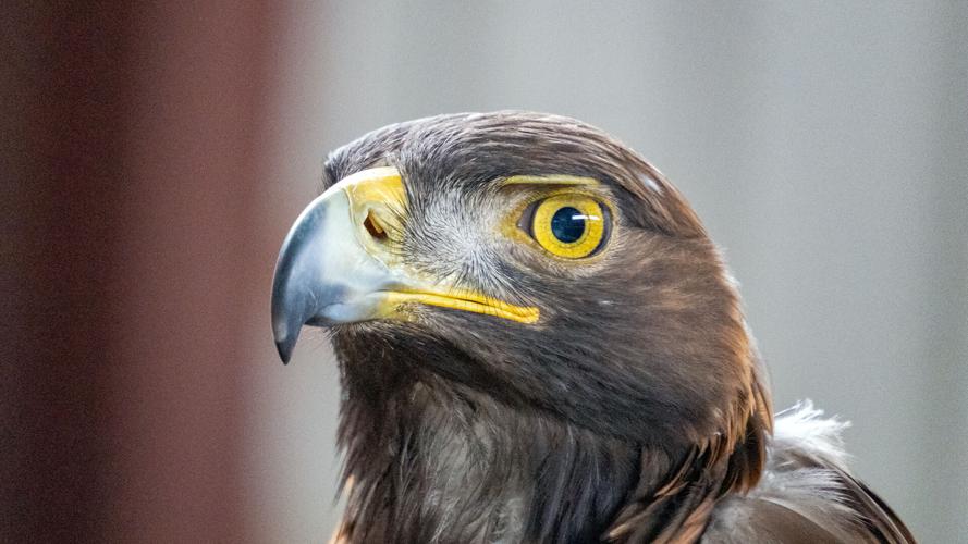 Enoch Wildlife Rescue celebrates new facility with raptors, rescued ...