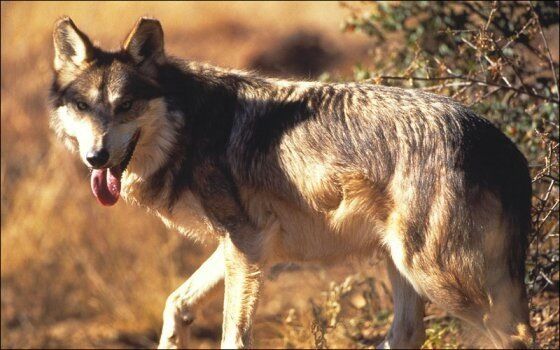 Mexican gray wolves in Southern Utah? Wildlife officials say ‘no ...