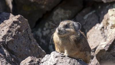 Surveying rock rabbits: Why should Southern Utahns care about this ...