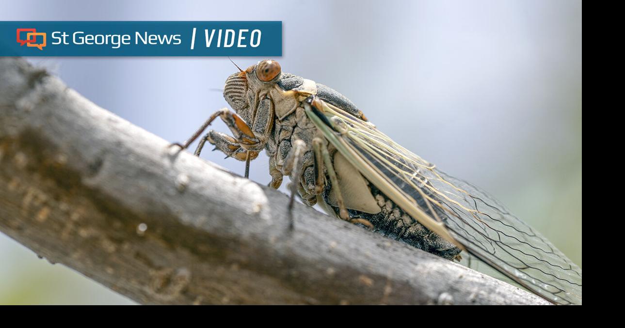 Got a bug in your ear? Cicadas serenade Southern Utah with ‘summer love songs’ | Local News ...